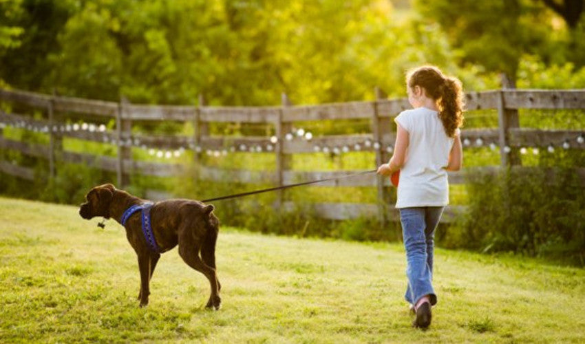Summer Heat For Pets